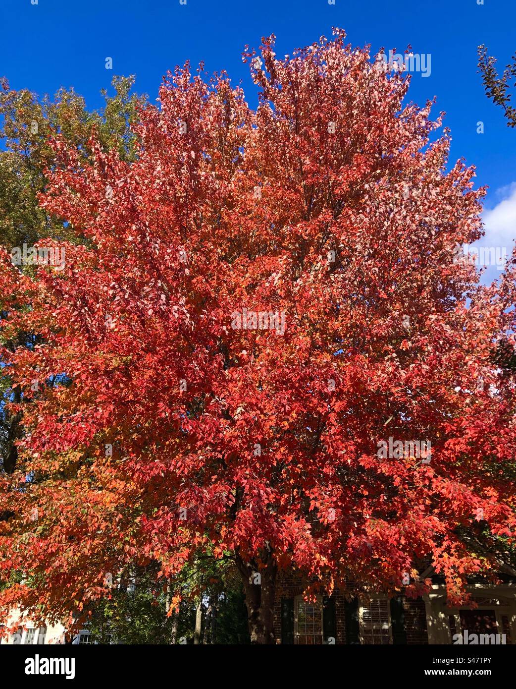 Fall tree hi-res stock photography and images - Alamy