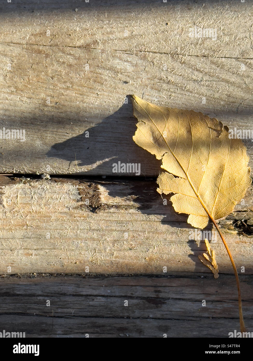 Broken leaf in sunlight with harsh shadow. Weathered wood background ...
