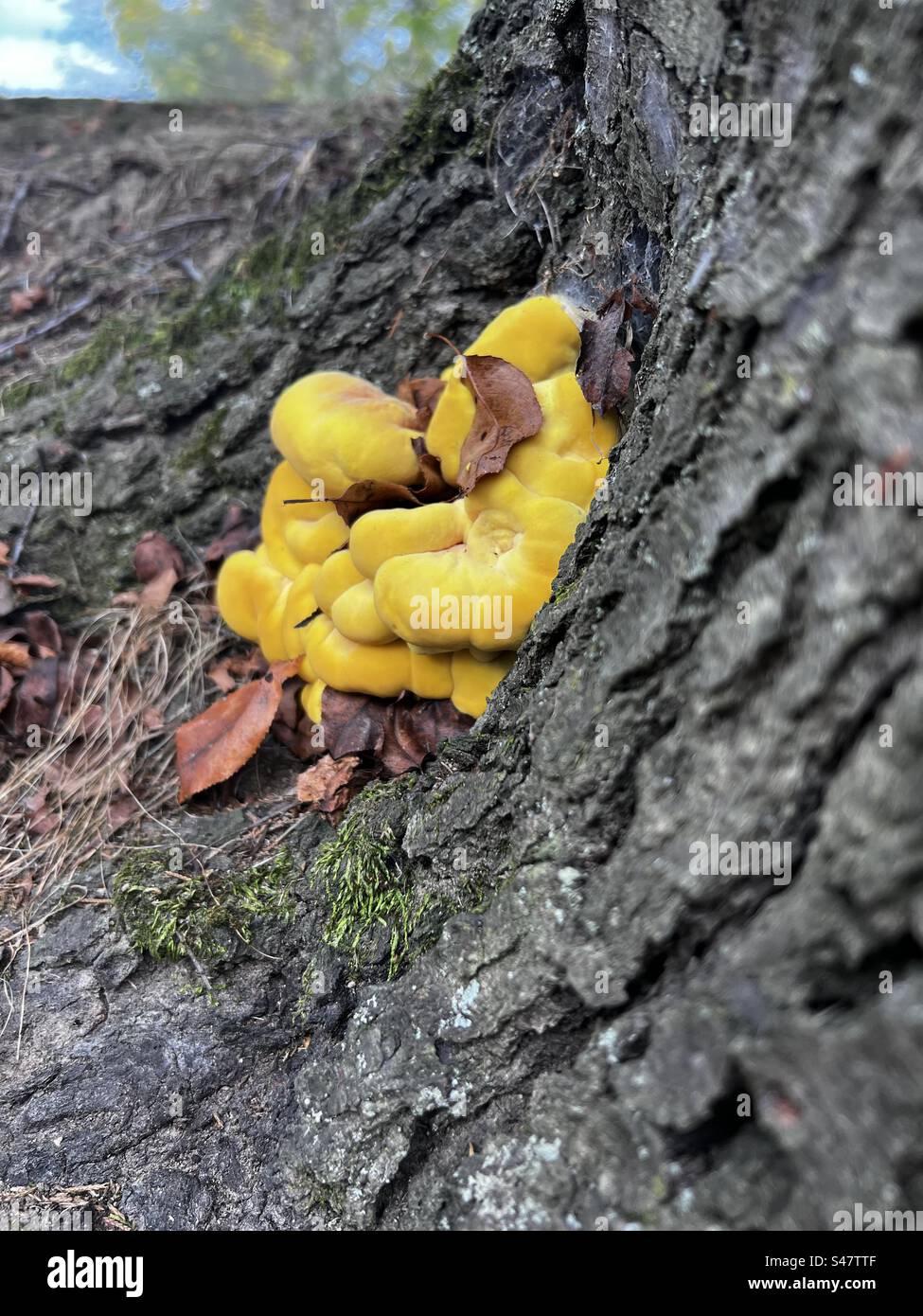 Mushroom base hi-res stock photography and images - Alamy