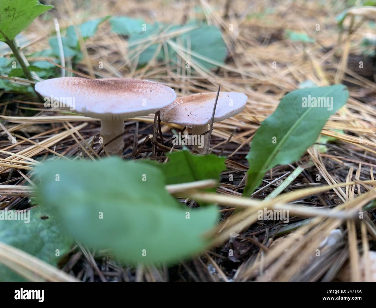 Mushroom caps hi-res stock photography and images - Alamy