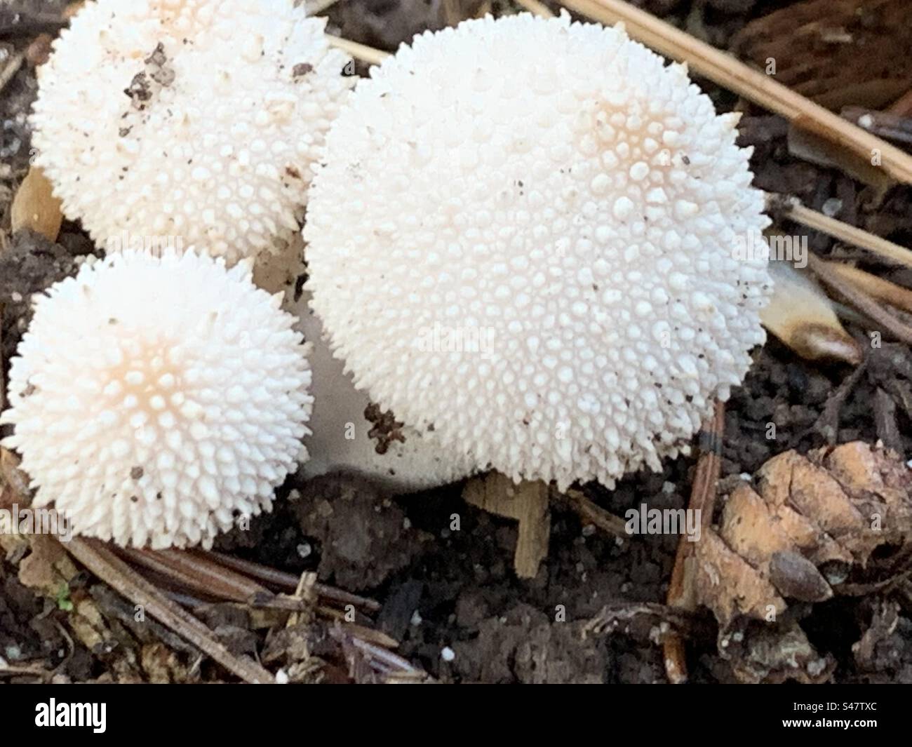 Puffball mushrooms hi-res stock photography and images - Alamy