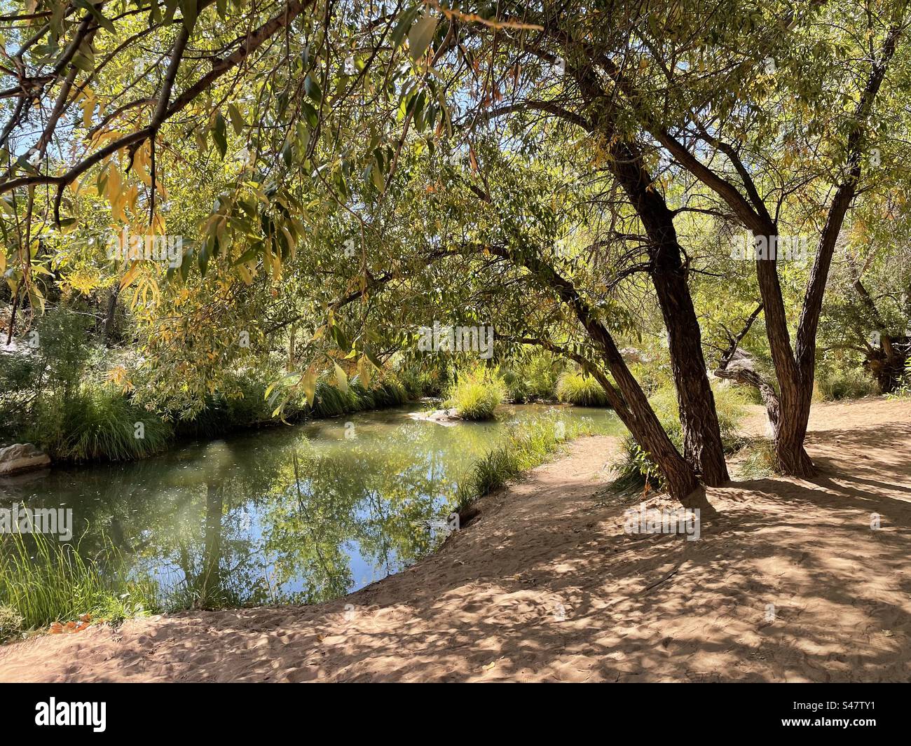 Early fall golden leaves, graceful trees arched over a calm section of ...