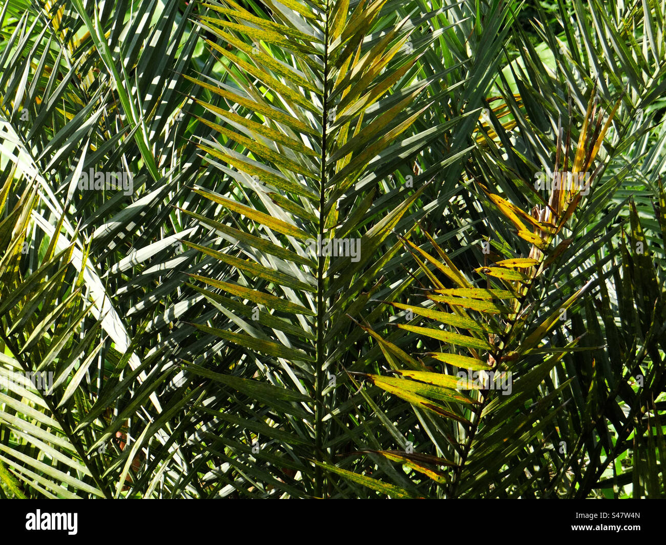 African oil palm tree hi-res stock photography and images - Alamy
