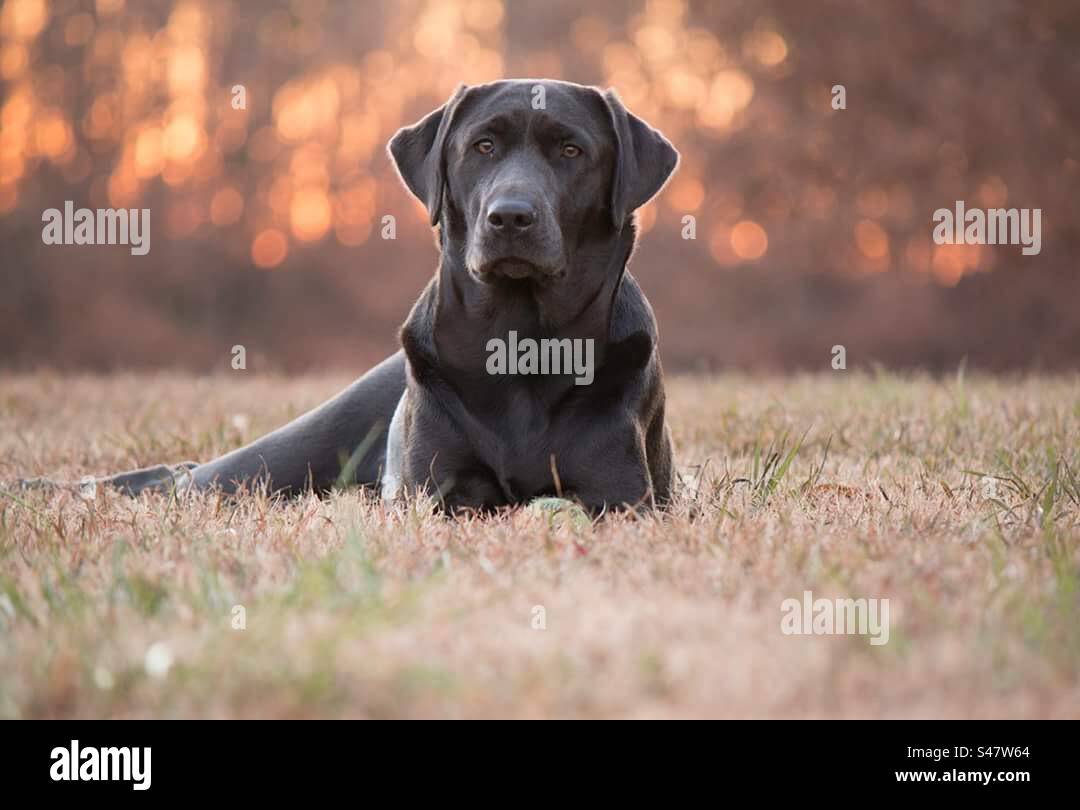Charcoal labrador hi-res stock photography and images - Alamy