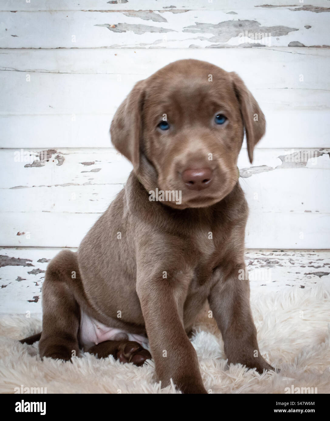 Charcoal Lab Puppy