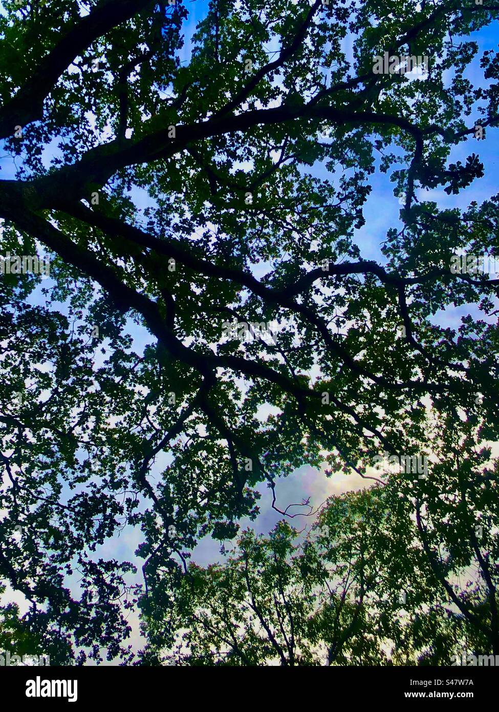 Through the trees are endless possibilities Stock Photo - Alamy