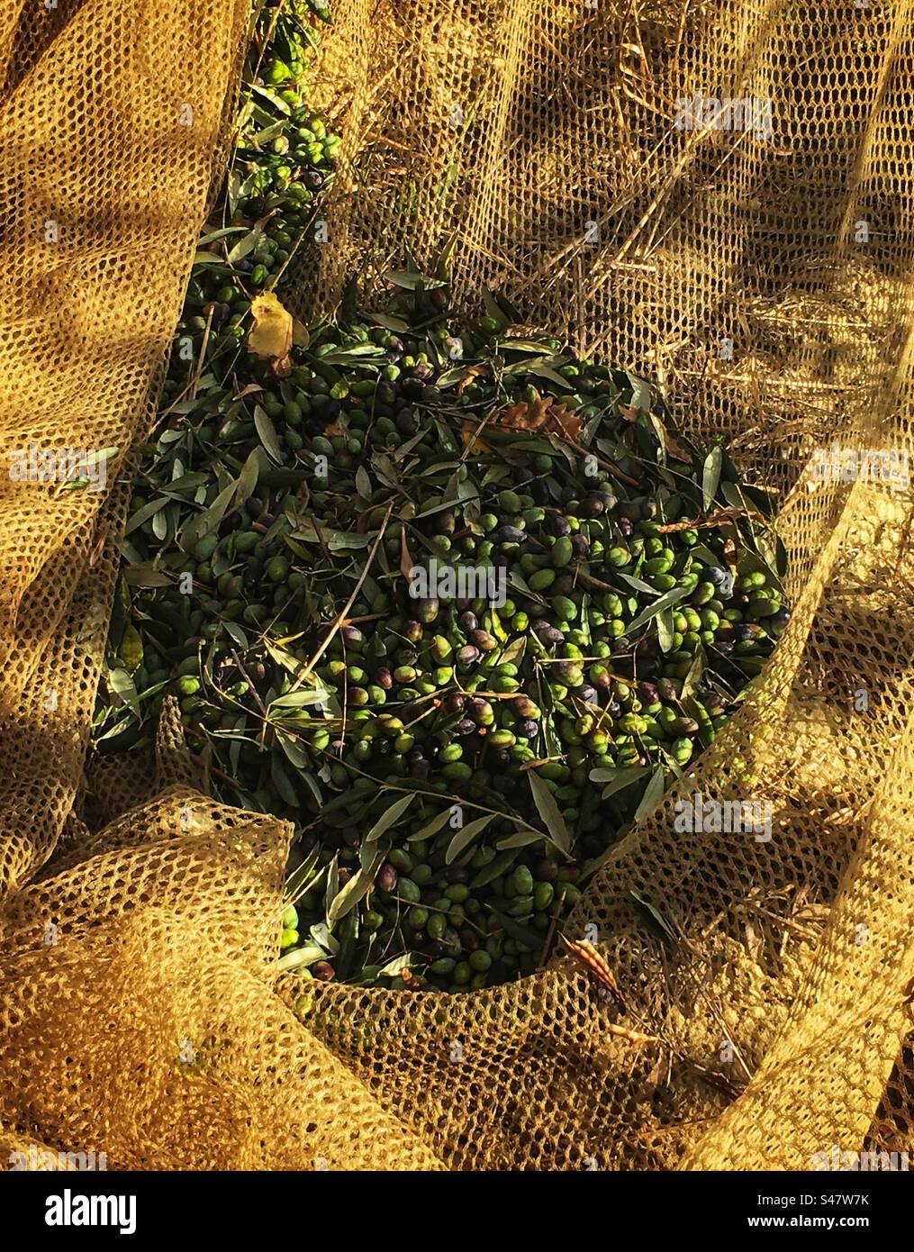 Raccolta olive hi-res stock photography and images - Alamy