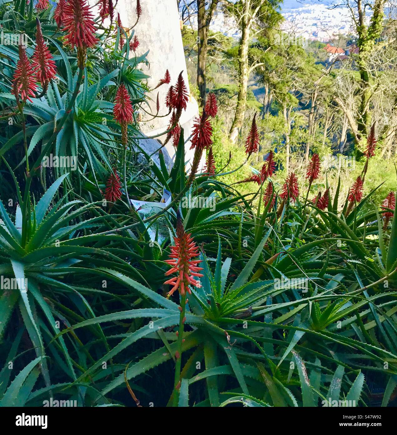 Portuguese flowers hi-res stock photography and images - Alamy