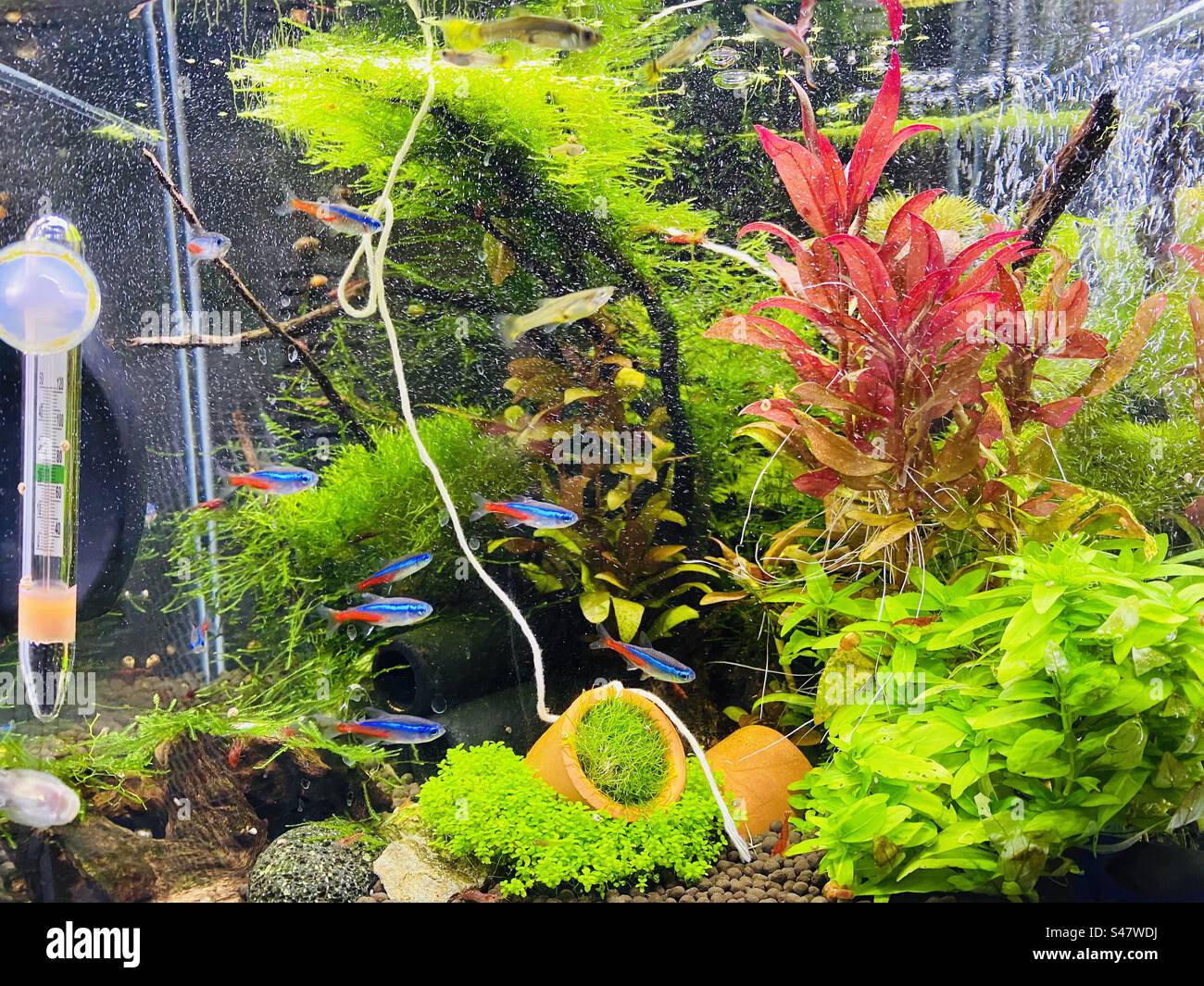 Fish fresh water hi-res stock photography and images - Alamy