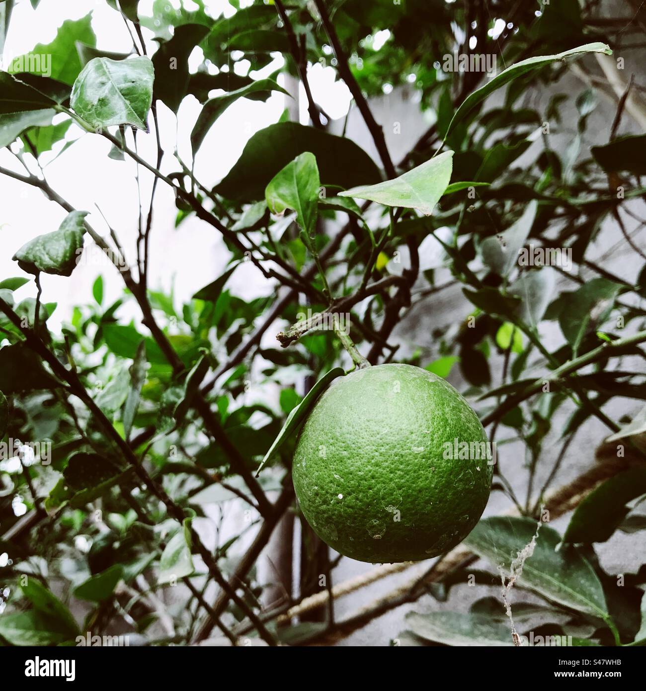 A sweet lime hanging on its tree Stock Photo - Alamy