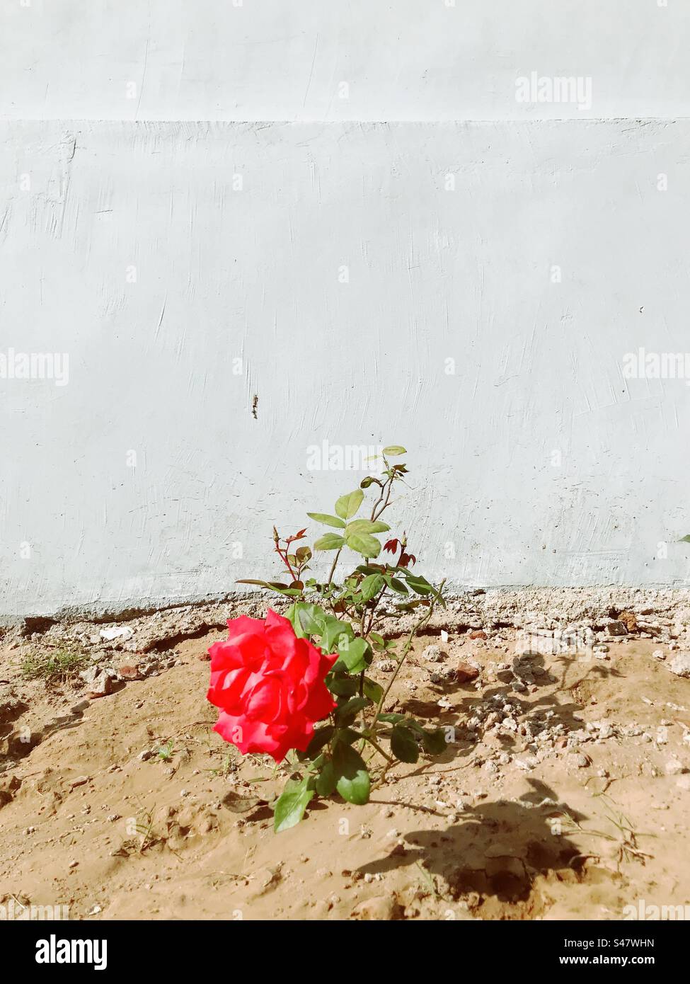 Rose flower and leaves hi-res stock photography and images - Alamy