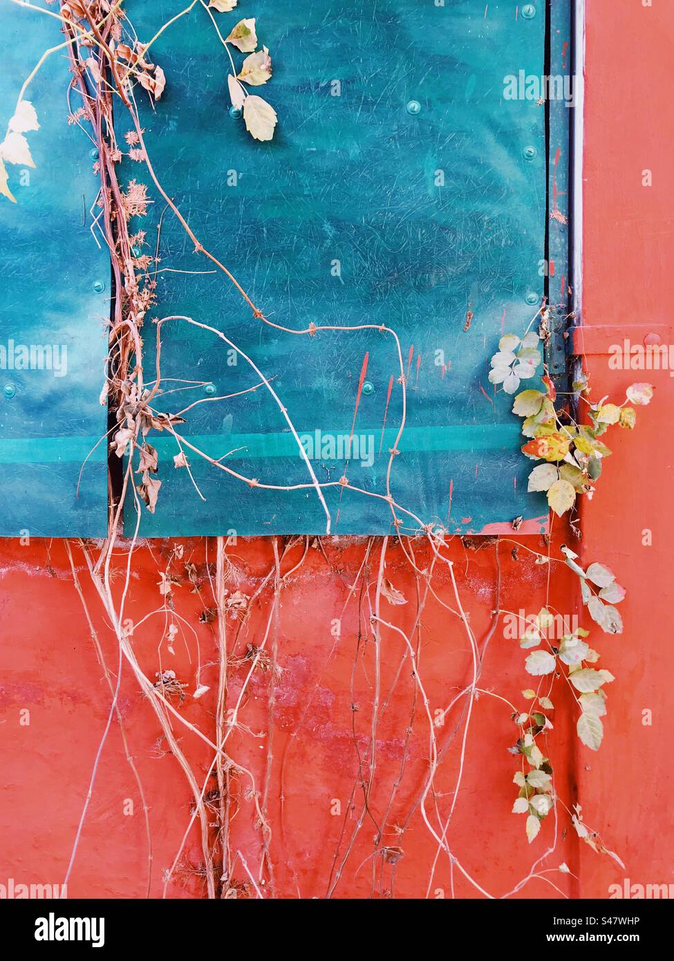 Weeds creeping up a window Stock Photo - Alamy