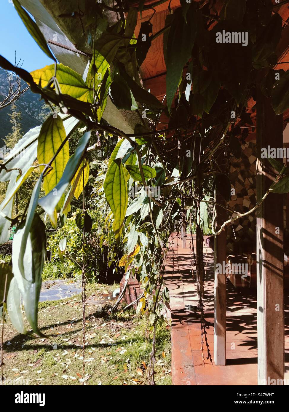Creepers and leaves hanging down from the roof Stock Photo - Alamy