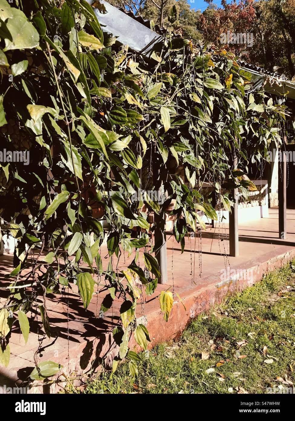 Creepers and leaves hanging down from the roof Stock Photo - Alamy