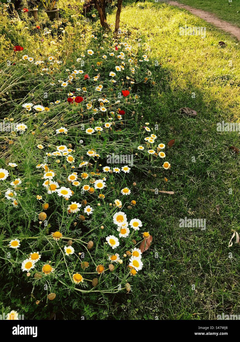 Wild flowers growing over grass Stock Photo - Alamy