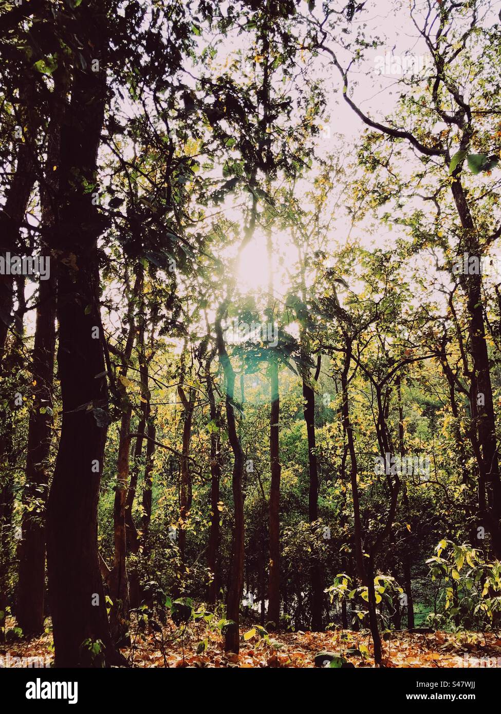 Trees in a rainforest hi-res stock photography and images - Alamy