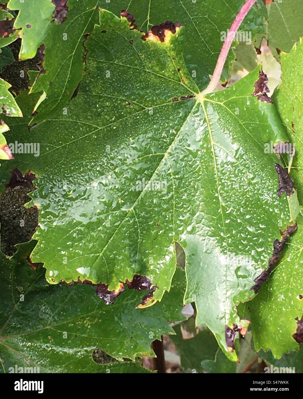 Bagnato hi-res stock photography and images - Alamy