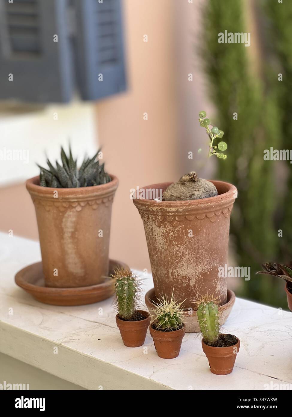 Plants with terracotta pots hi-res stock photography and images - Alamy