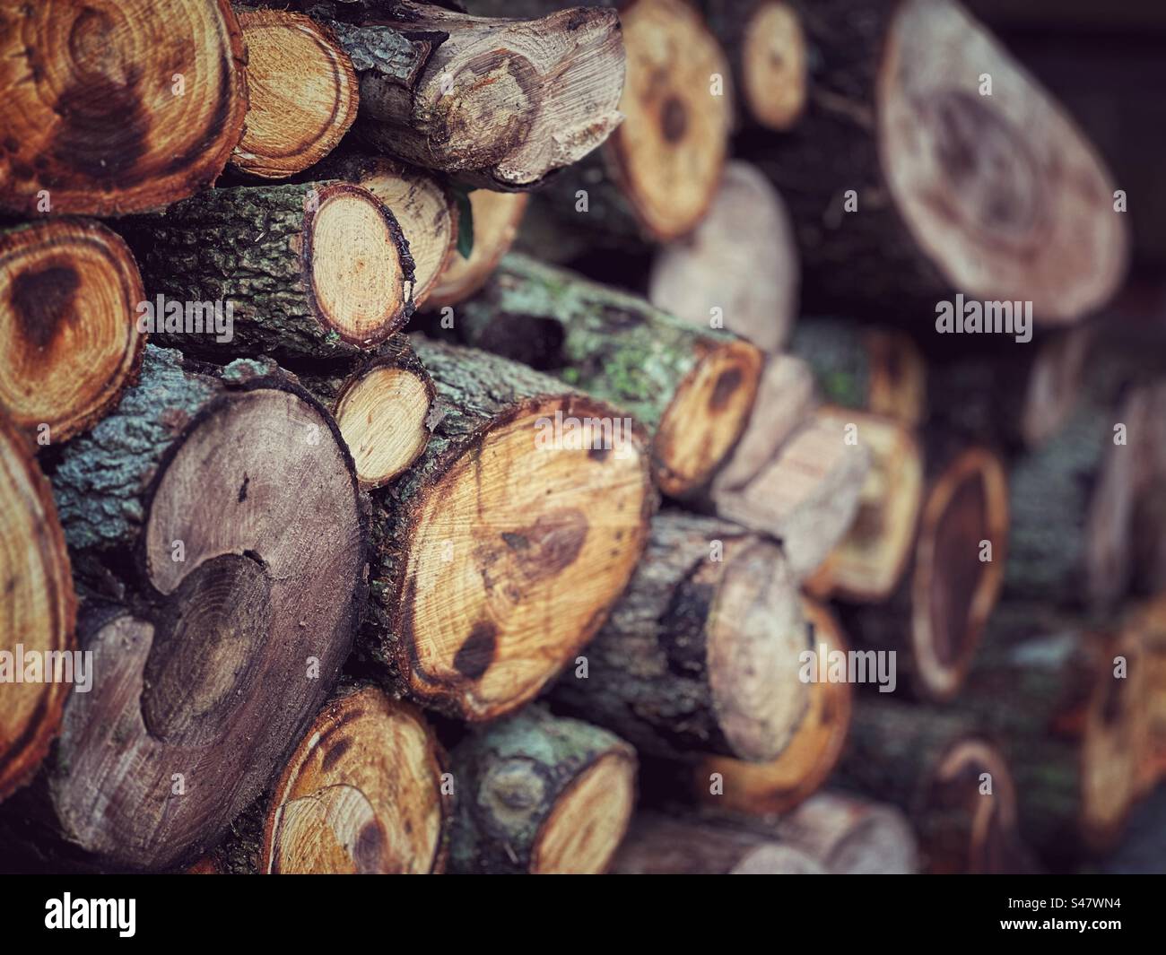 Stack of logs left to dry Stock Photo - Alamy