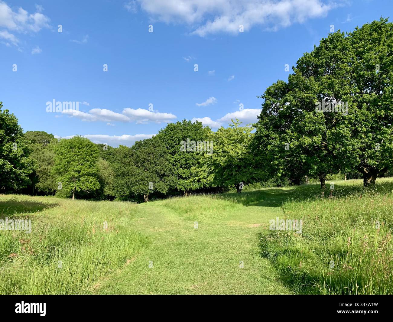 English meadow and trees hi-res stock photography and images - Alamy
