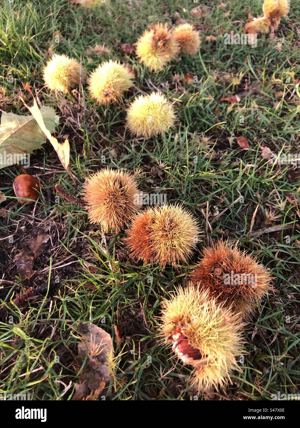 Conkers fallen on grass Stock Photo - Alamy