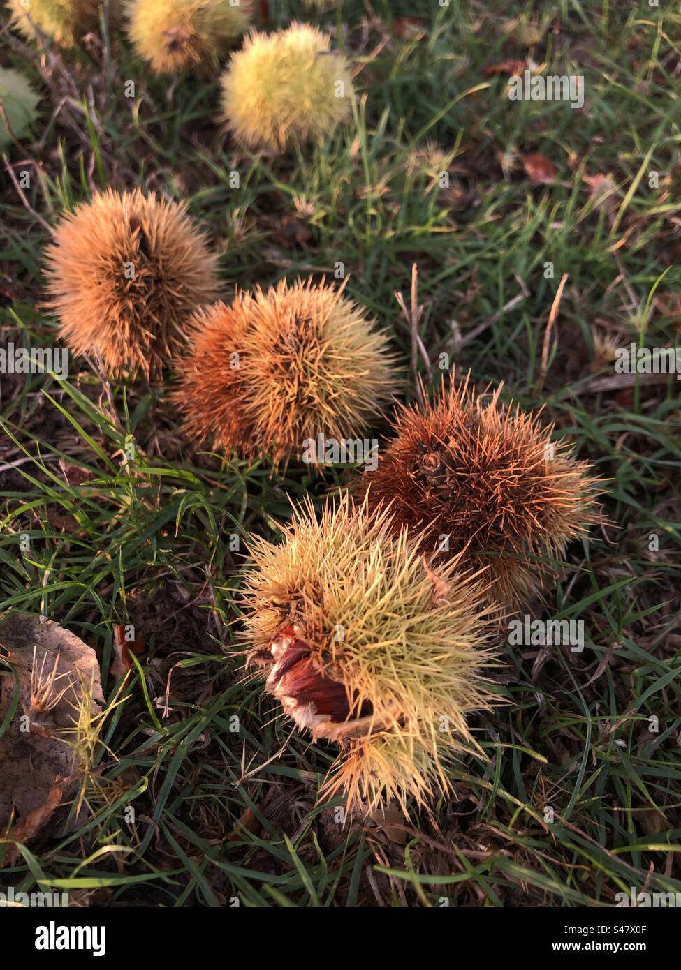 Conkers on fallen on ground Stock Photo - Alamy