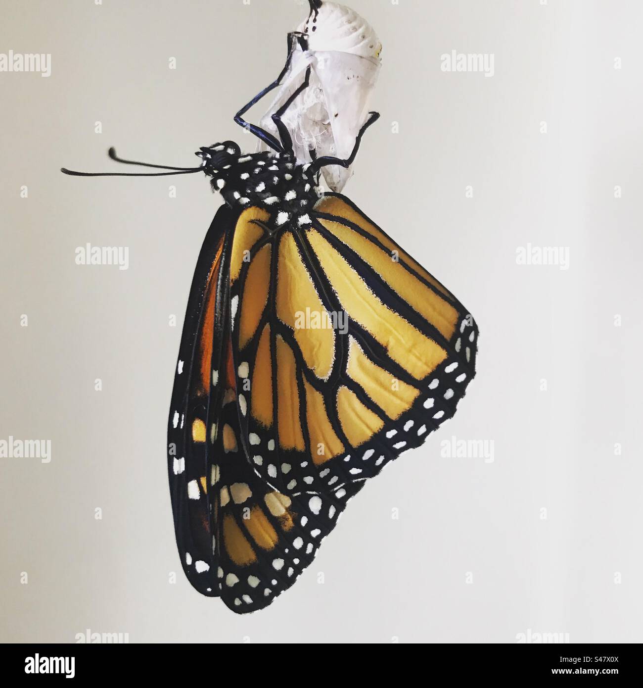 Hatching butterfly hi-res stock photography and images - Alamy