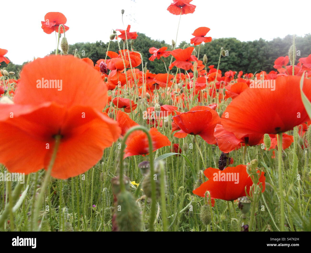 Field tribute hi-res stock photography and images - Alamy