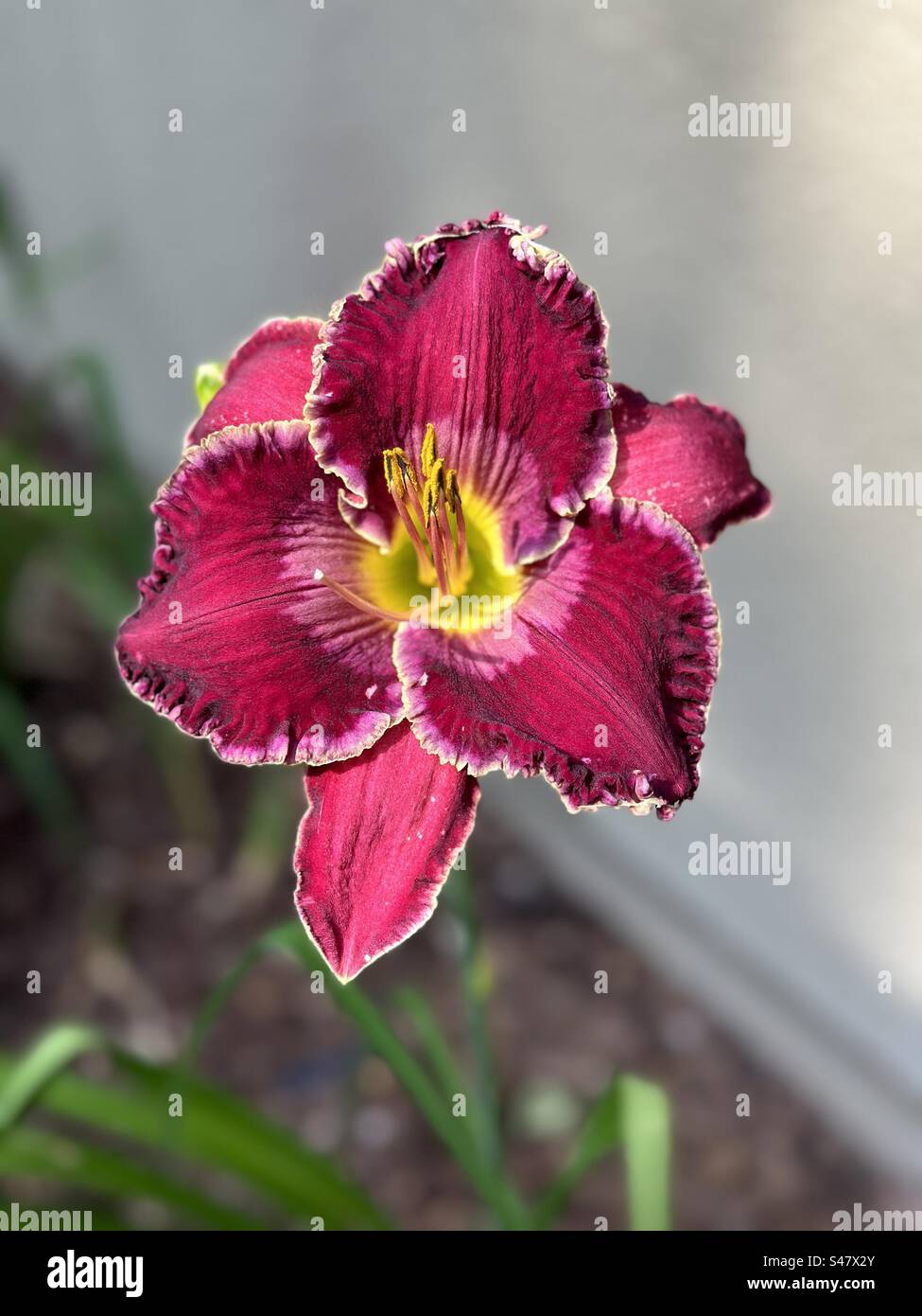 Maroon colored lily hi-res stock photography and images - Alamy