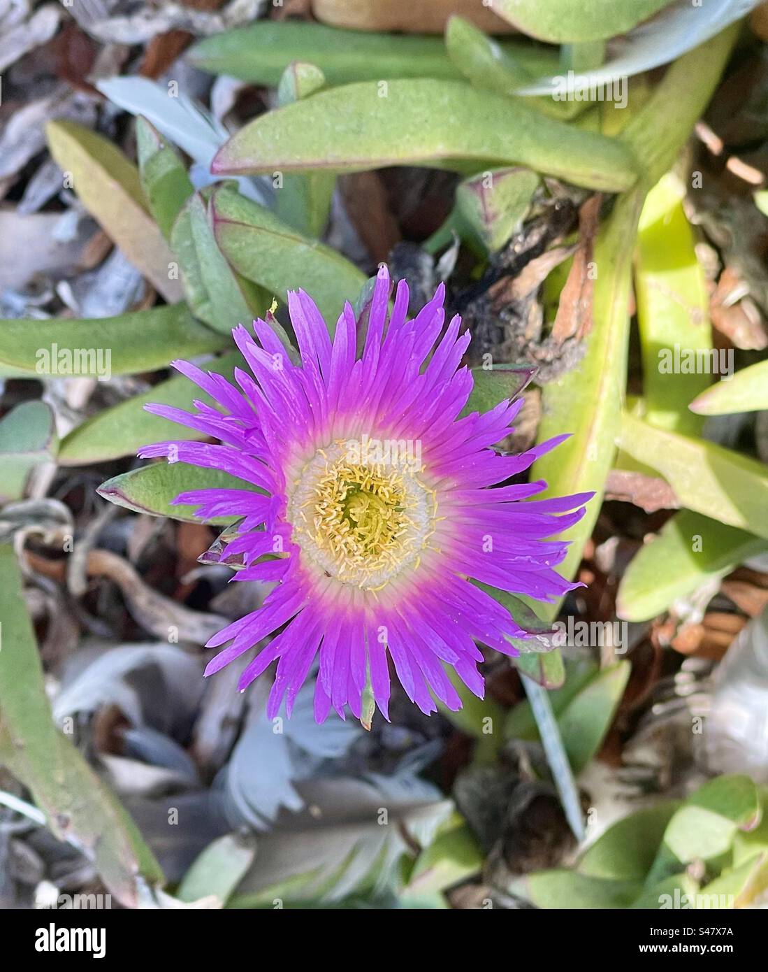 California pink hi-res stock photography and images - Alamy