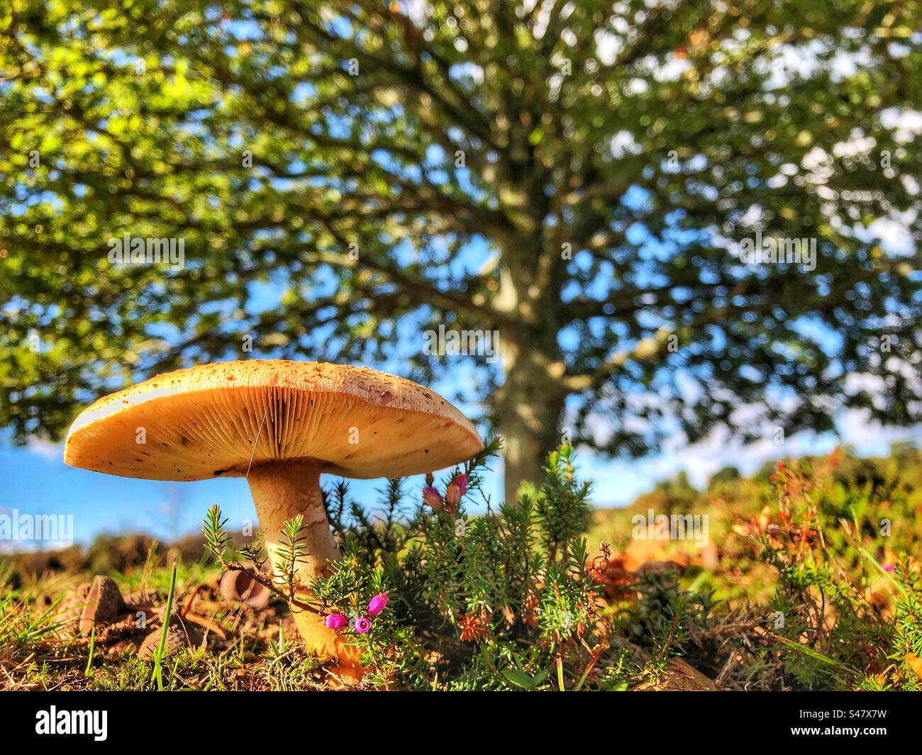Mushroom growing under a oak tree on heathland in Lyndhurst New Forest ...