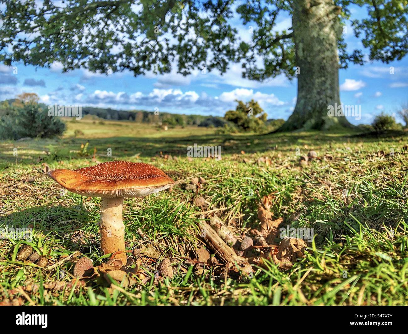 Mushroom growing under oak tree on heathland in the New Forest National ...