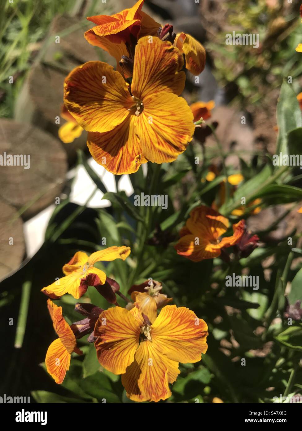 Aleli hi-res stock photography and images - Alamy