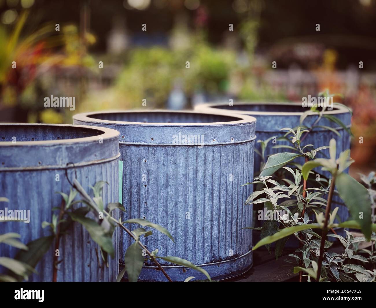 Galvanised metal buckets Stock Photo - Alamy