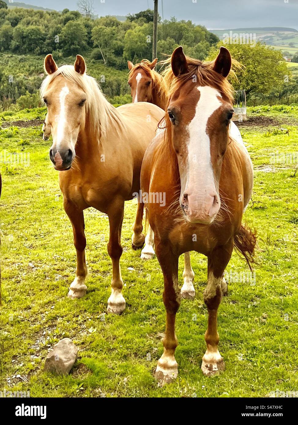 Pony friends hi-res stock photography and images - Alamy