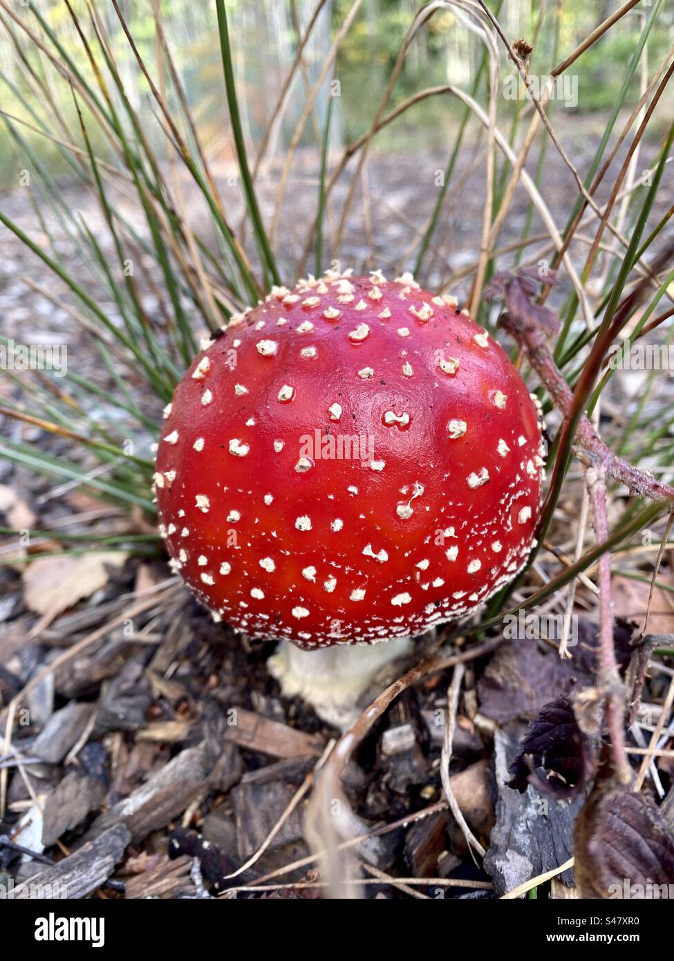 Shiny spot hi-res stock photography and images - Alamy