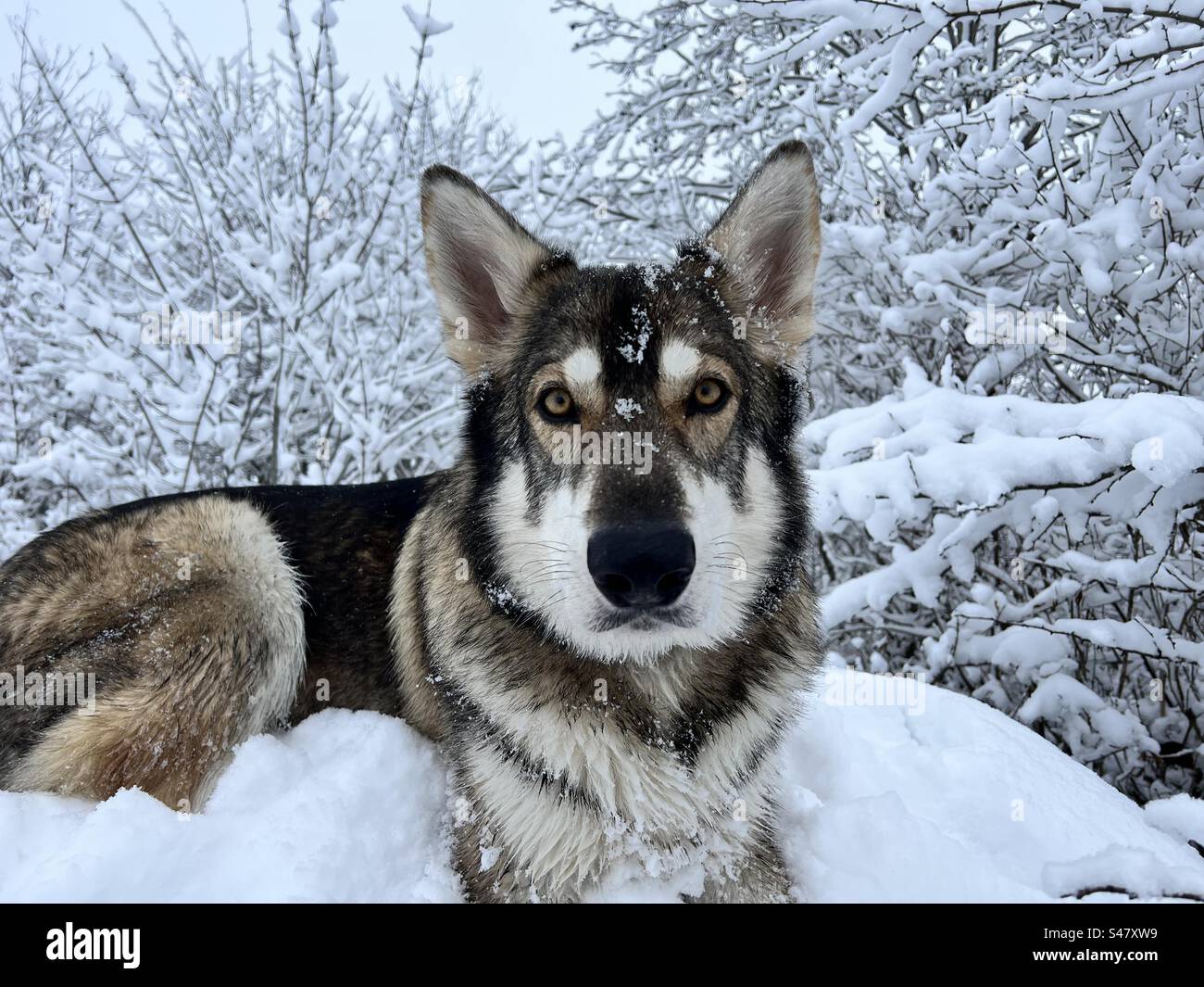 Inuit snow hi-res stock photography and images - Alamy