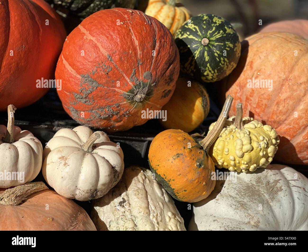 Quash hi-res stock photography and images - Alamy
