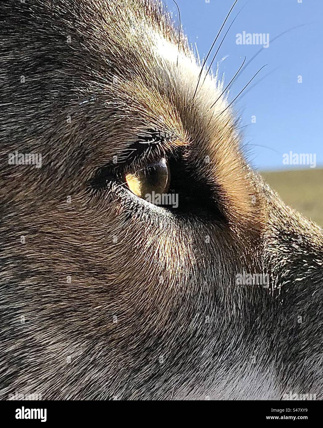 Side view of a Northern Inuit’s amber colored eye Stock Photo - Alamy