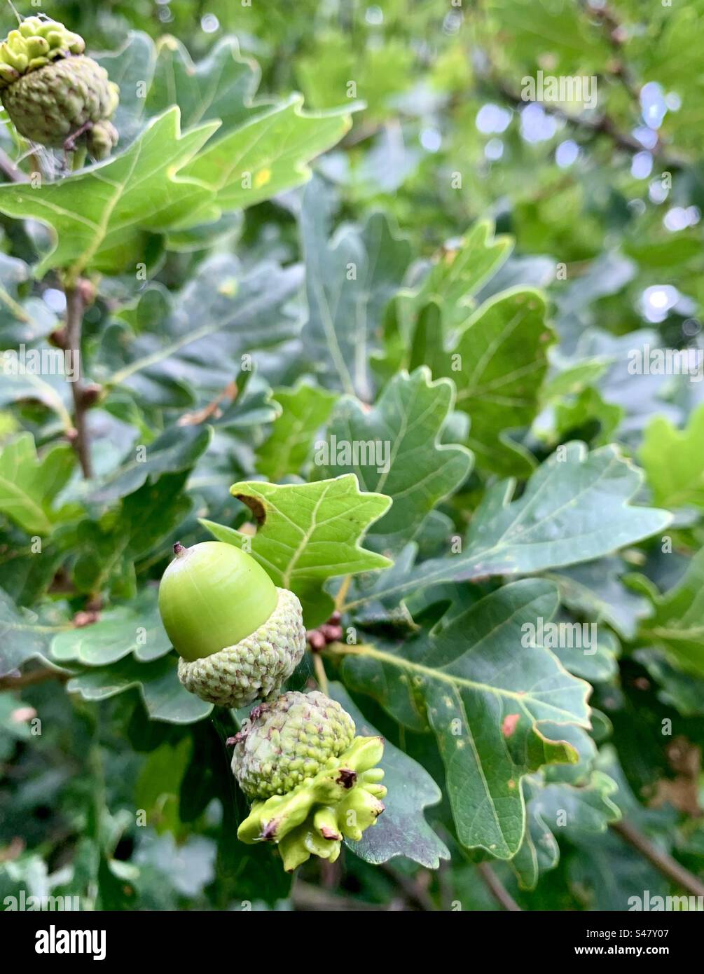 Acorn and knopper gall wasp Stock Photo - Alamy