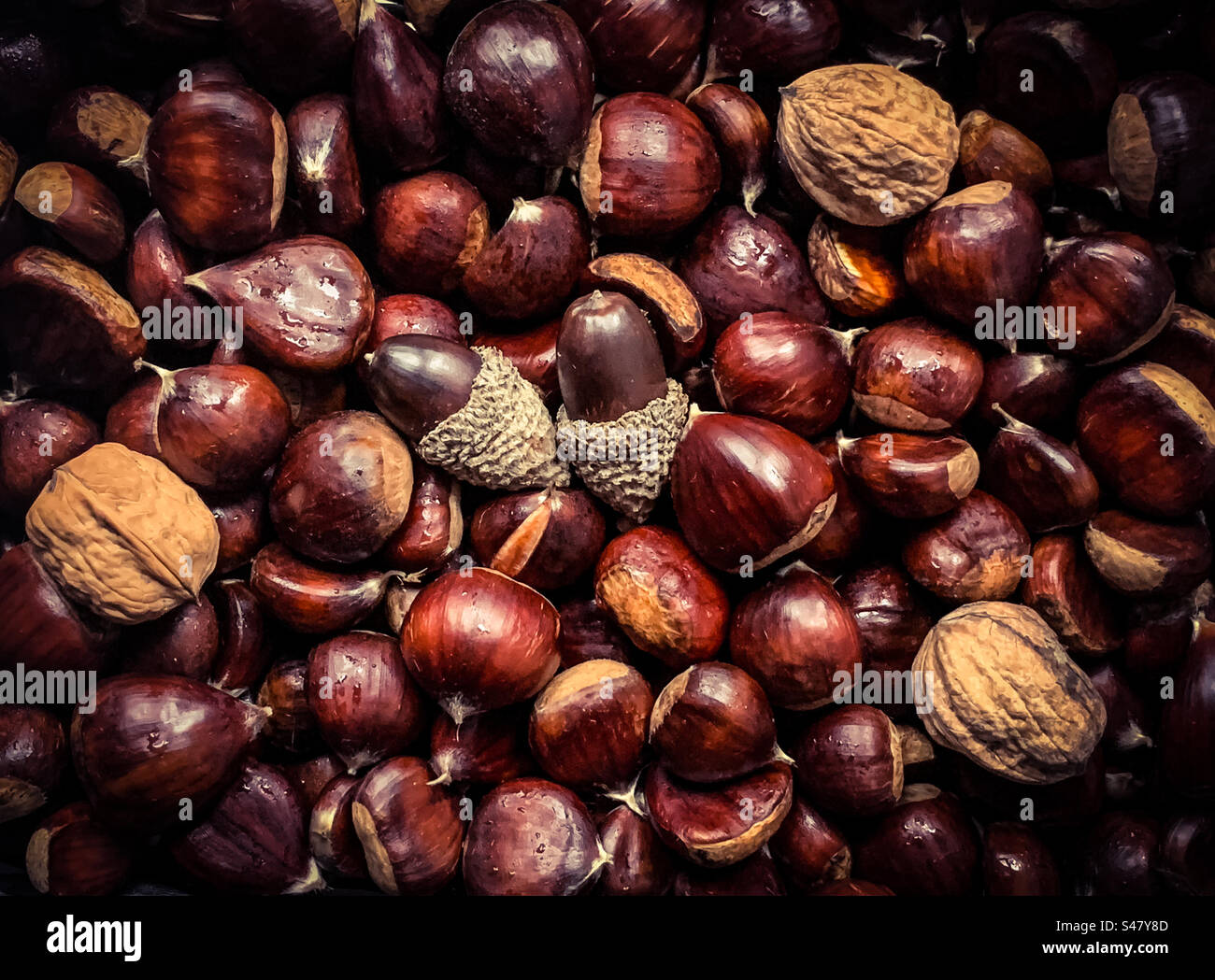 Acorns and chestnuts hi-res stock photography and images - Alamy
