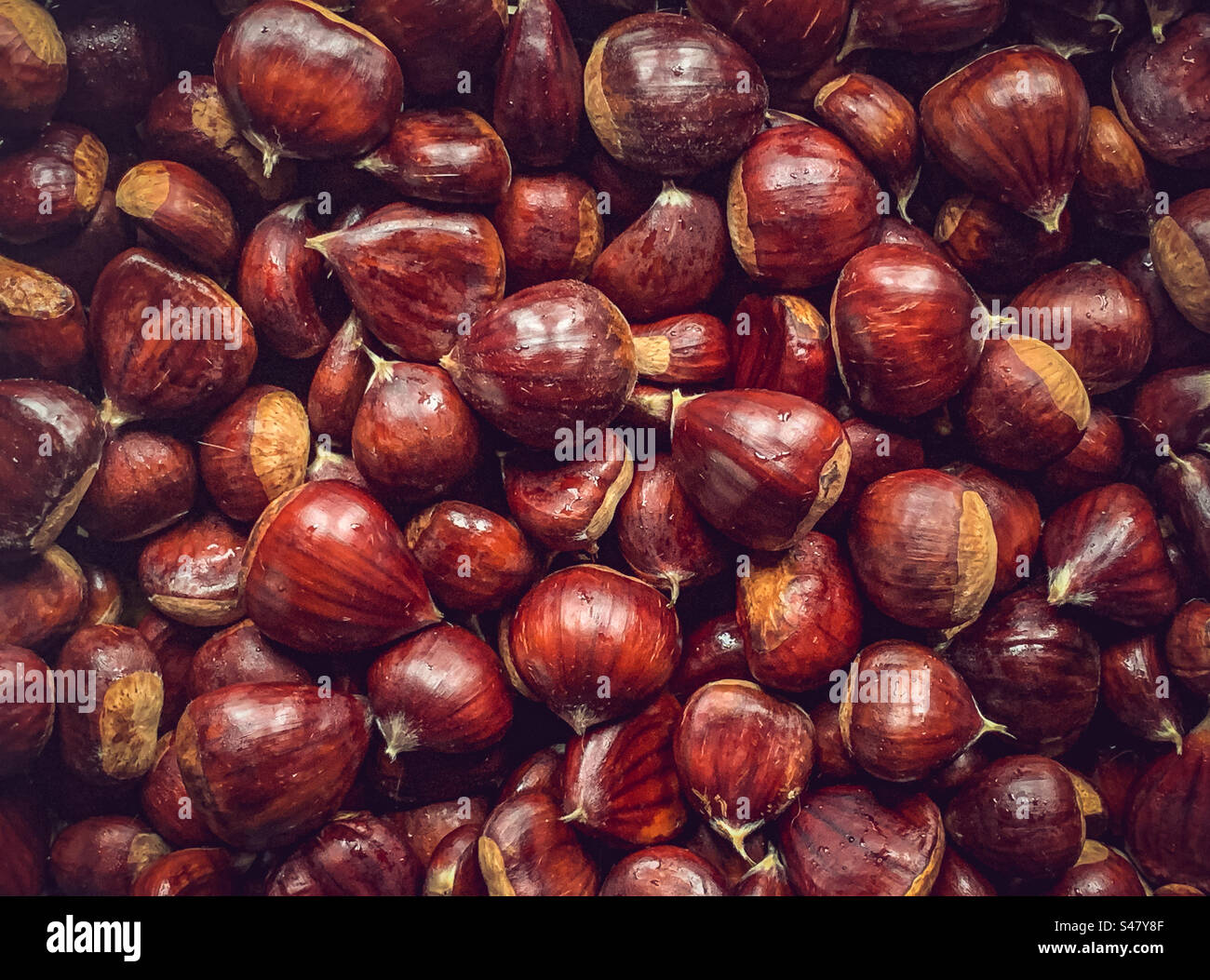 A haul of fresh chestnuts Stock Photo - Alamy