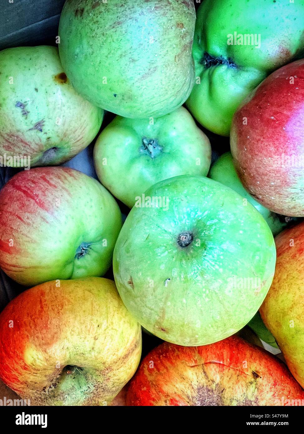 Box of Bramley apples Stock Photo - Alamy