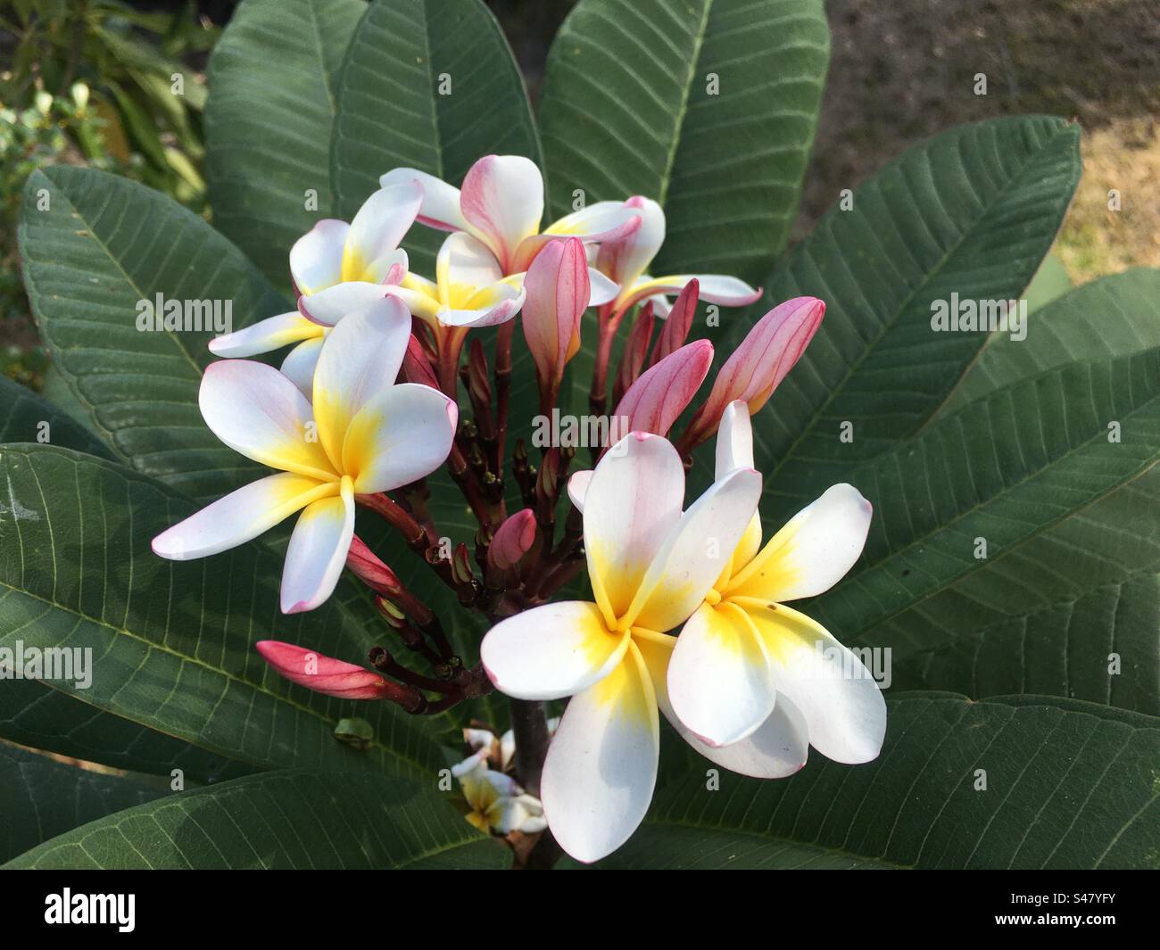 Plumerias/Frangipanis topical plants common in Hawaii, Australia and ...
