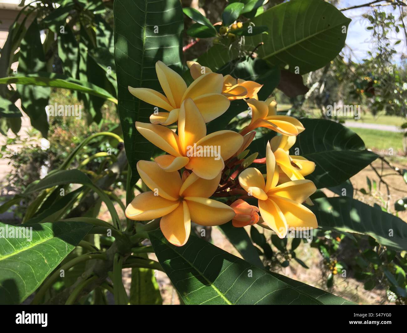Tropical frangipanis hi-res stock photography and images - Alamy