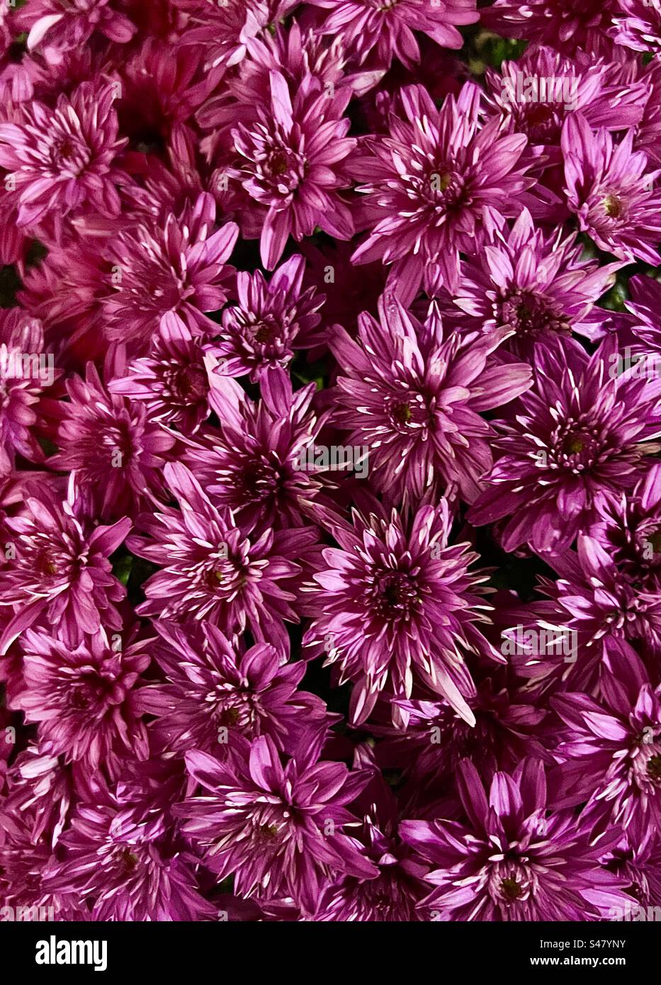 Beauty of autumn plants hi-res stock photography and images - Alamy