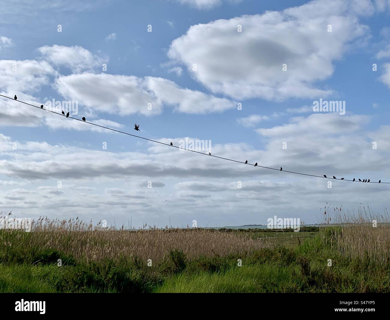 Starlings birds sitting on telegraph line in a row Stock Photo - Alamy