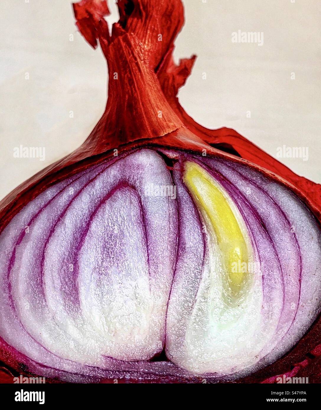 Layers of onion hi-res stock photography and images - Alamy