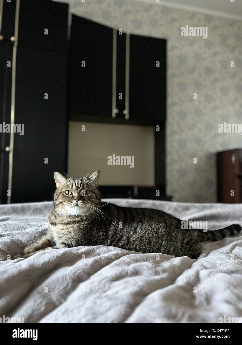 Ukrainian cat hi-res stock photography and images - Alamy