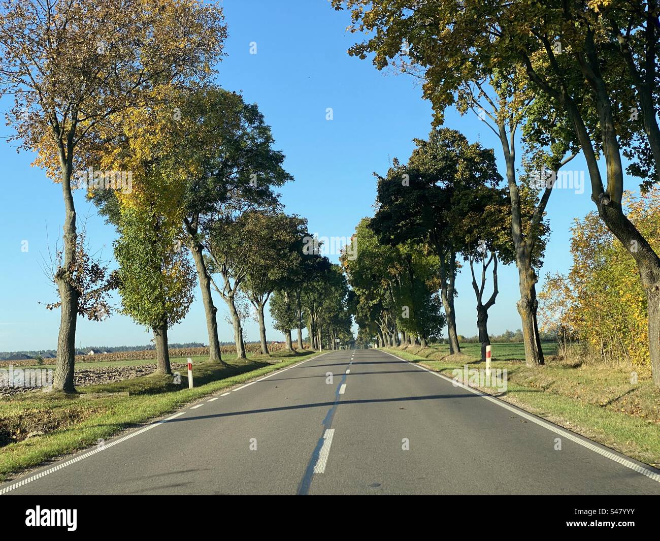 Poland road trees hi-res stock photography and images - Alamy